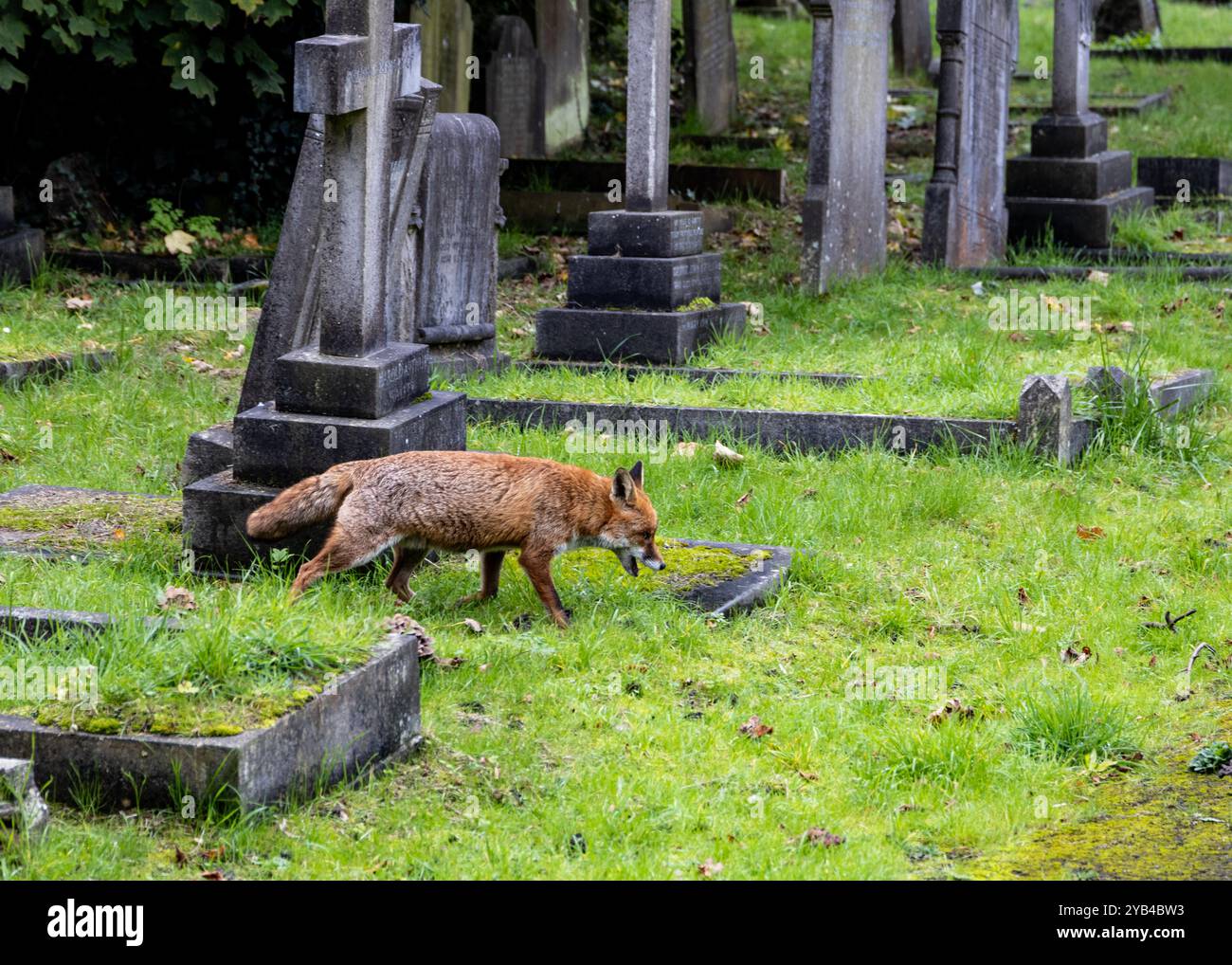 Fox in cemetery hi-res stock photography and images - Alamy