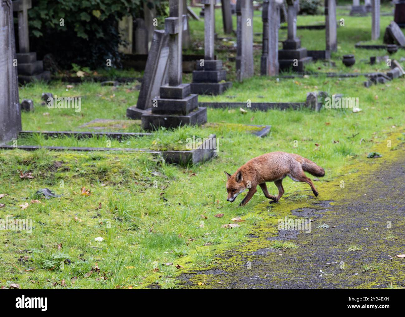 Fox in cemetery hi-res stock photography and images - Alamy