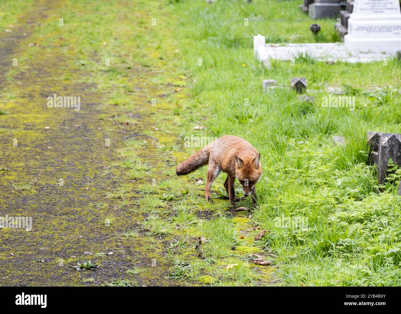 Fox in cemetery hi-res stock photography and images - Alamy