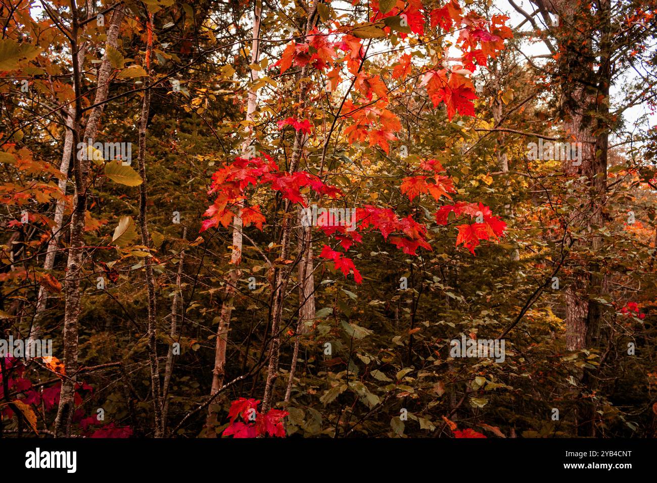Deep red foliage stands hi-res stock photography and images - Alamy