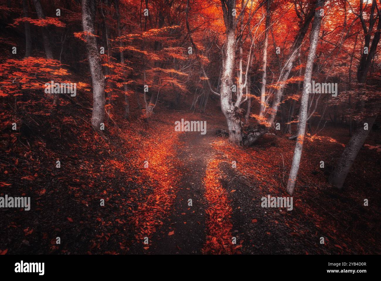 Scary autumn forest with trail in fog. Fall colors. Foggy trees Stock ...
