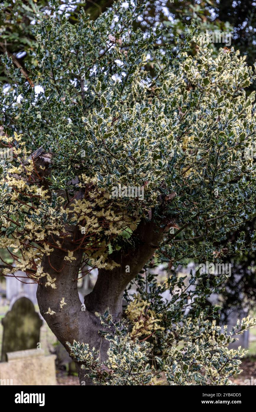 Tree in a graveyard Stock Photo - Alamy