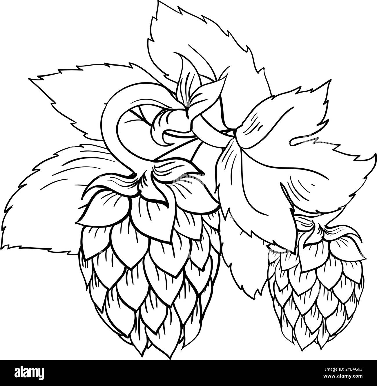 Fresh hops Black and White Stock Photos & Images - Alamy