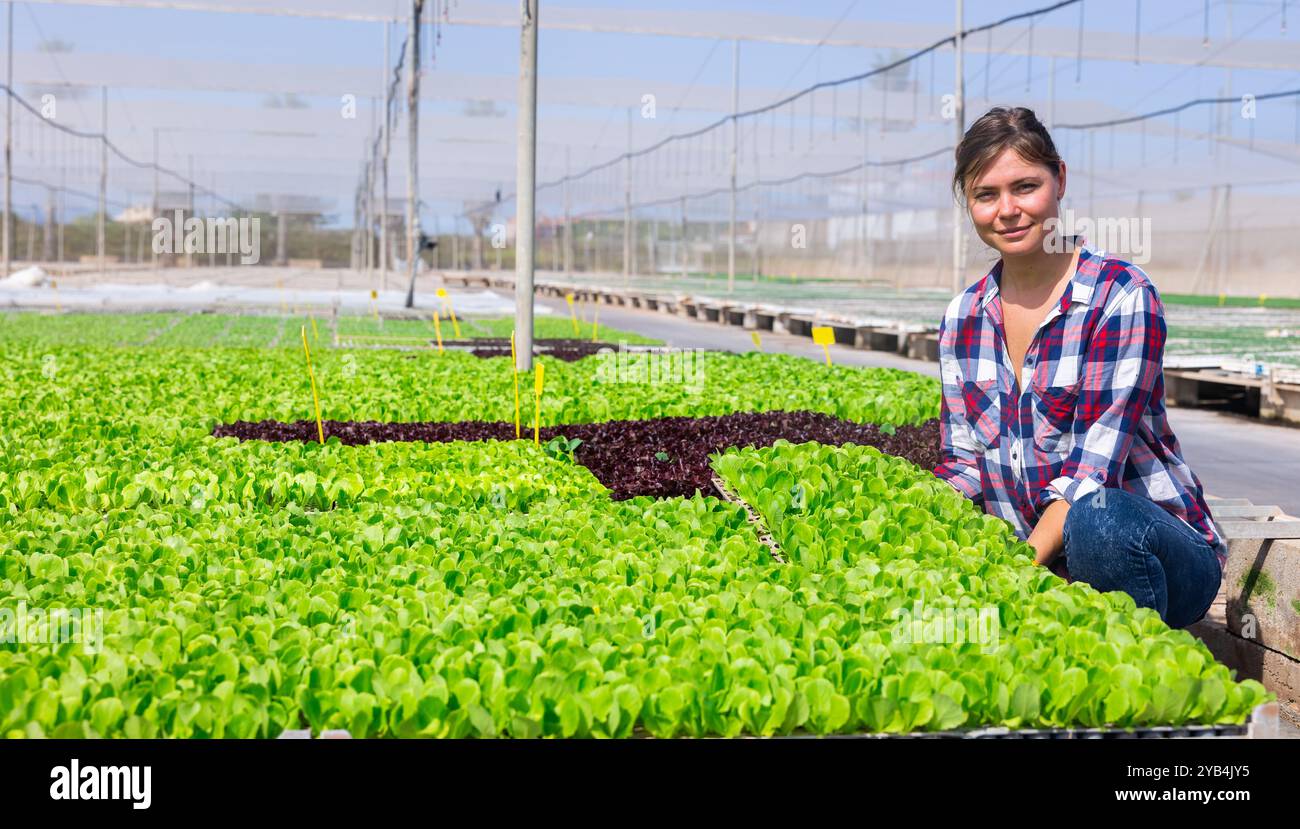 Plantation worker harvesting fresh spinach. Female gardener holding ...