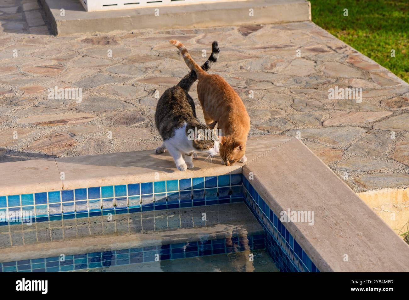 Two playful cats approach a sparkling pool, their reflections dancing ...