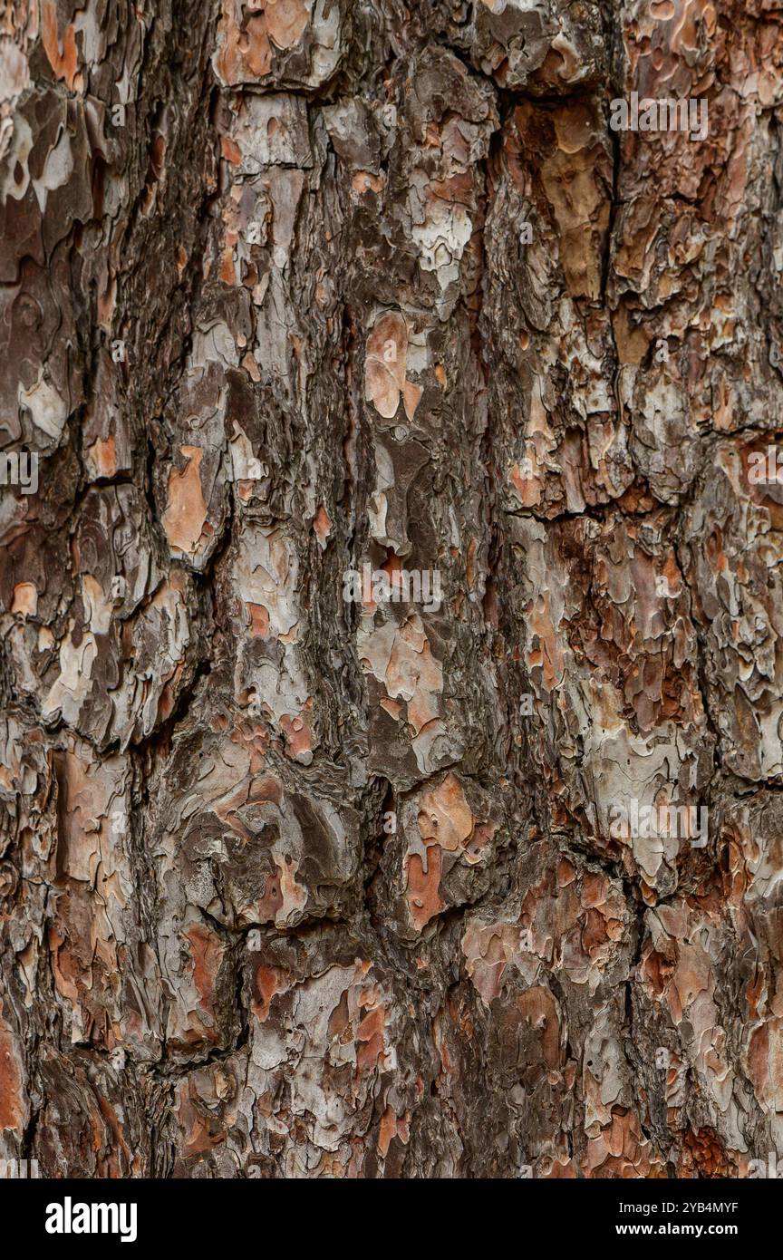 Highlighting various plant species hi-res stock photography and images ...