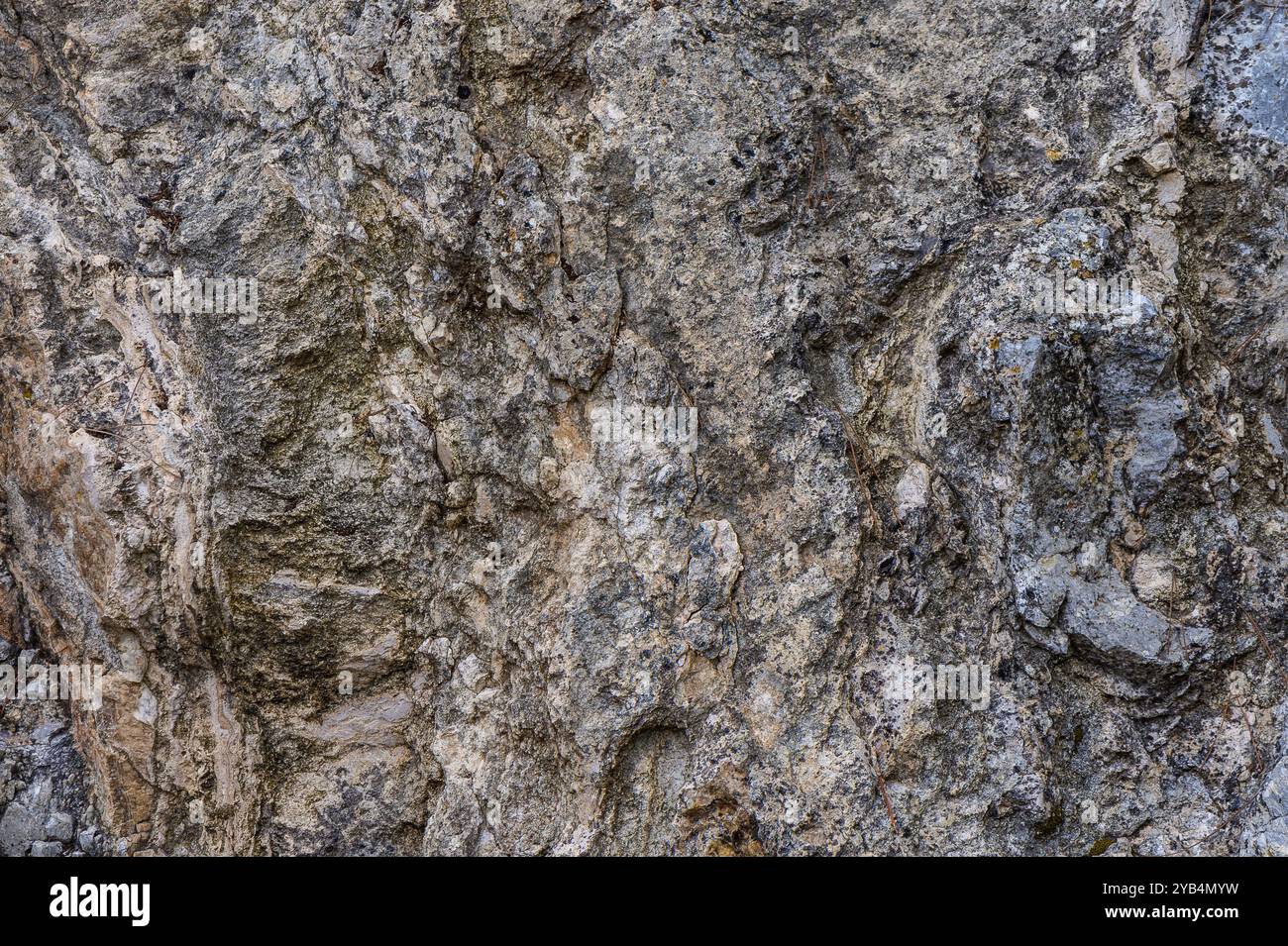 Surface displays intricate textures hi-res stock photography and images ...