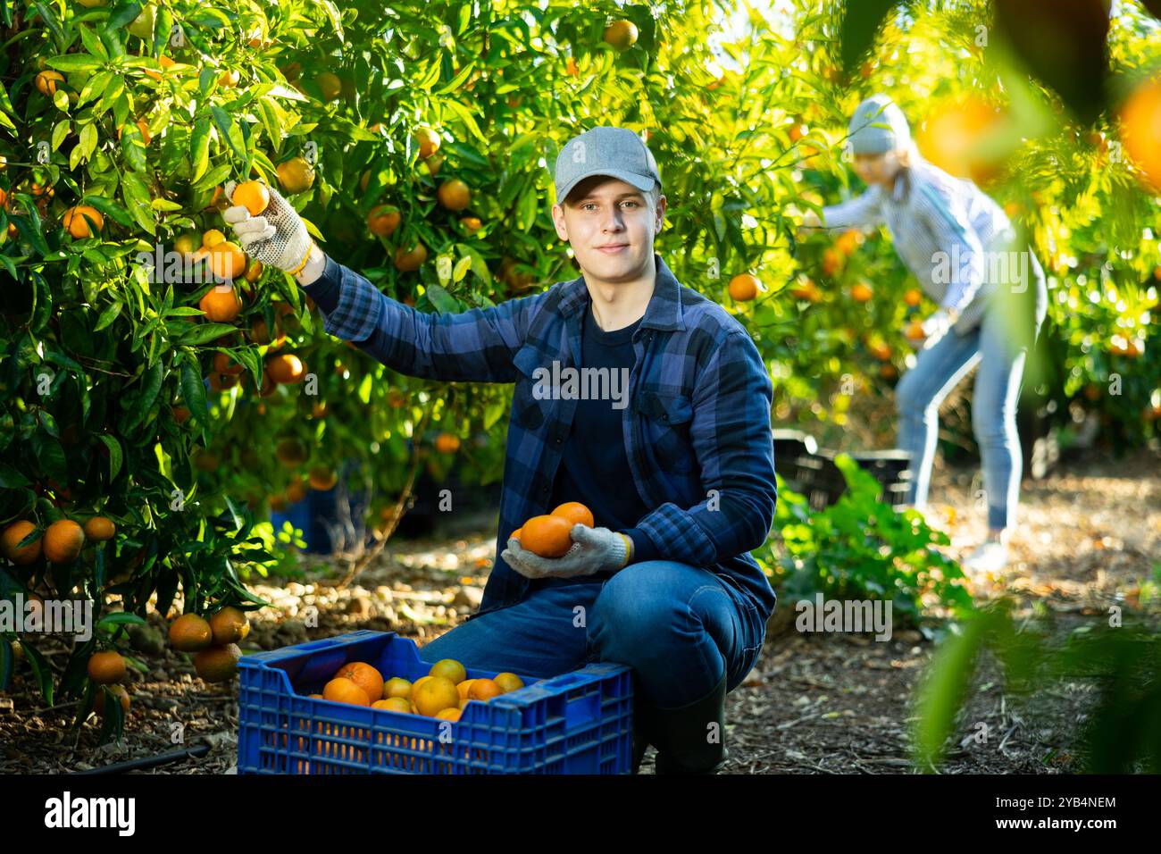 Portrait of man farmer during harvesting of tangerines at farm ...