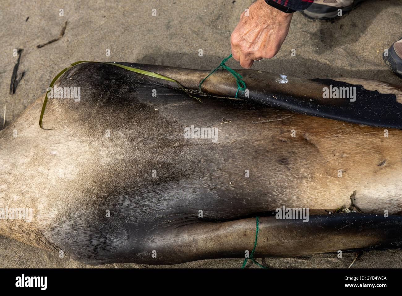 Dead sea creature remains hi-res stock photography and images - Alamy