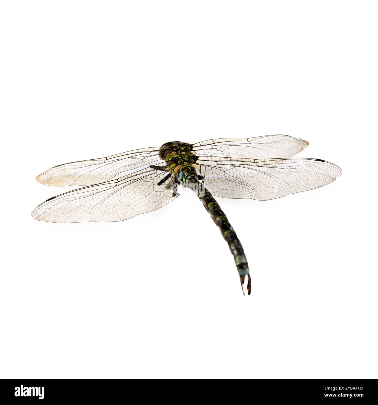 One dragonfly isolated on white. Beautiful insect Stock Photo - Alamy