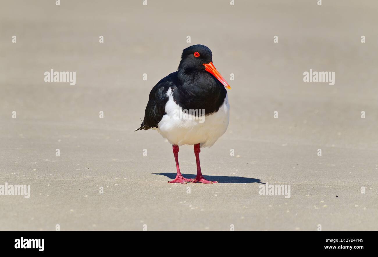 Bruny Island, Tasmania, Australia Stock Photo - Alamy