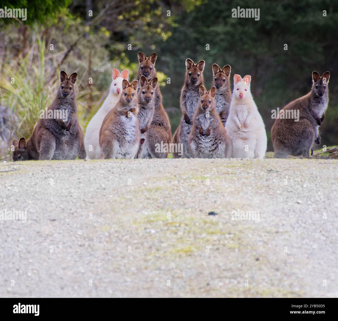 Family group of Bennett's wallaby (Notamacropus rufogriseus) crowded on ...