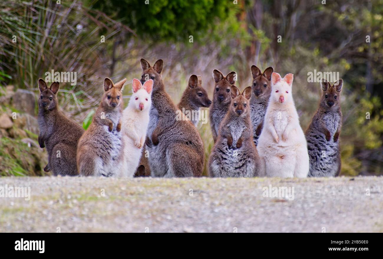 Family group of Bennett's wallaby (Notamacropus rufogriseus) crowded on road with two albino ...