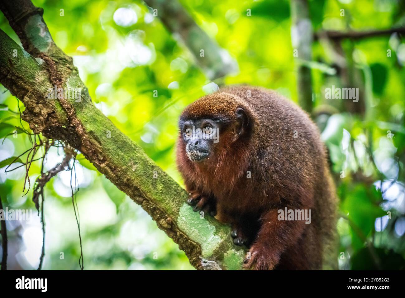 Plecturocebus aureipalatii hi-res stock photography and images - Alamy