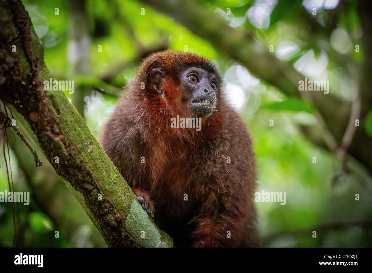 Plecturocebus aureipalatii hi-res stock photography and images - Alamy