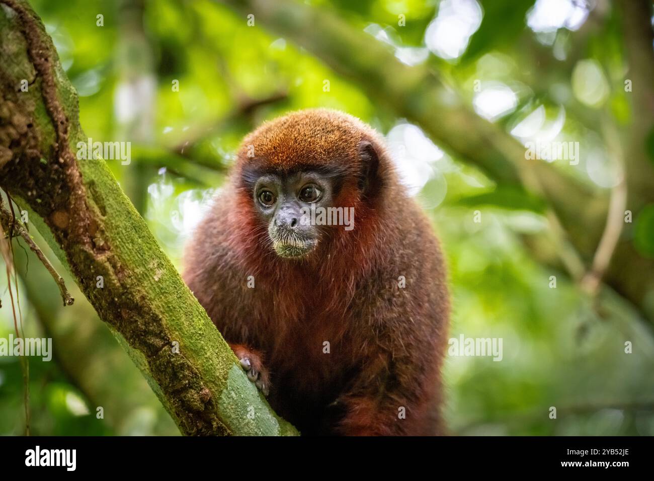 Plecturocebus aureipalatii hi-res stock photography and images - Alamy