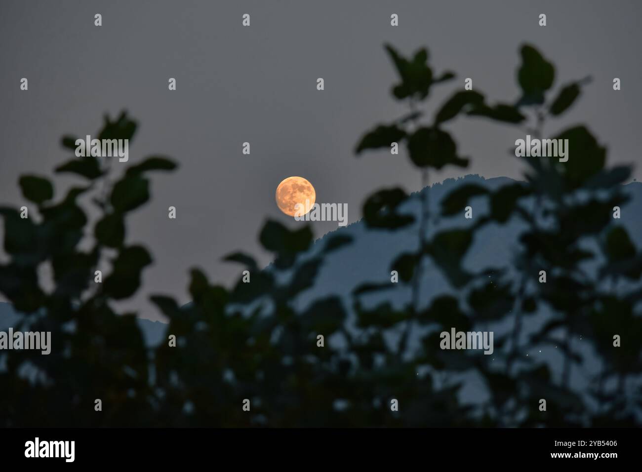 Srinagar, India. 17th Oct, 2024. The biggest and the brightest super ...