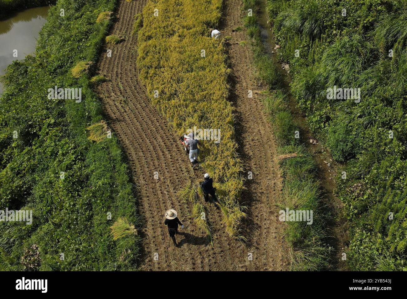 An aerial view of farmers working on rice terraces during harvest in Kamimomi village, Okayama ...