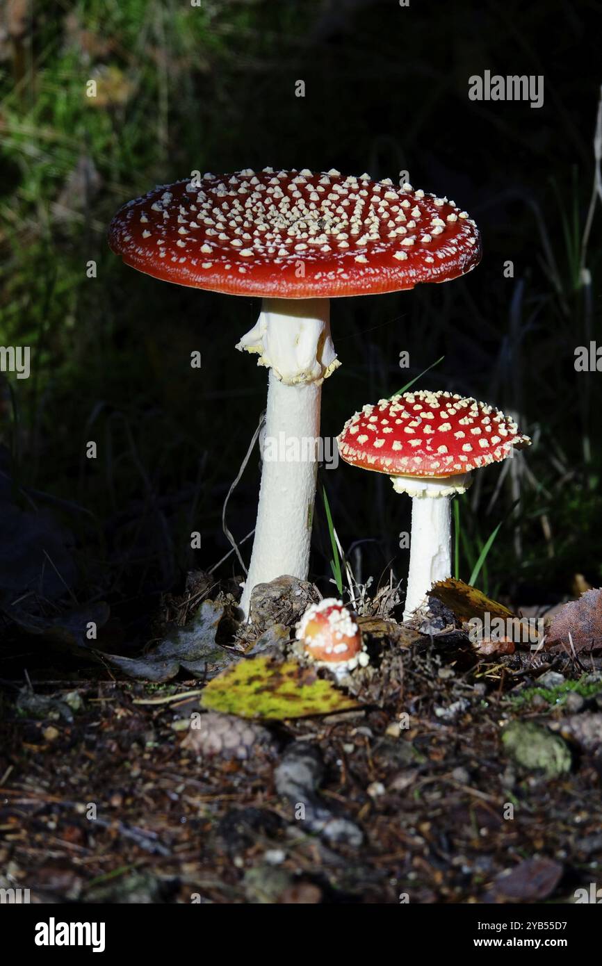 Fairytale toadstools (Amanita muscaria), October, Lusatia, Germany ...