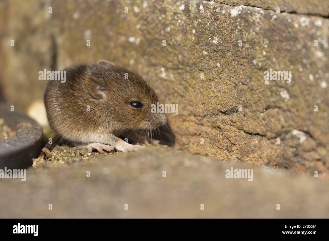 Brown rat (Rattus norvegicus) juvenile baby rodent animal by a building ...