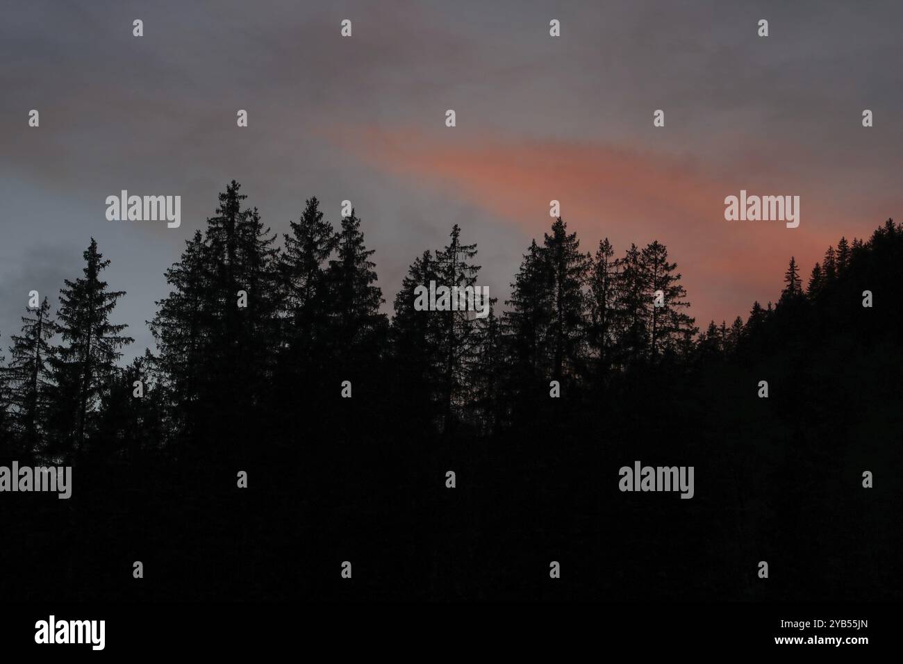 Fir forest at nightfall Stock Photo - Alamy
