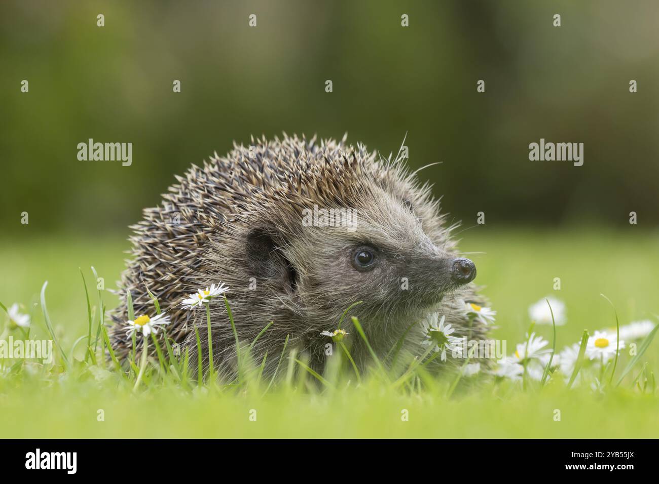 European hedgehog (Erinaceus europaeus) adult animal on an urban garden ...