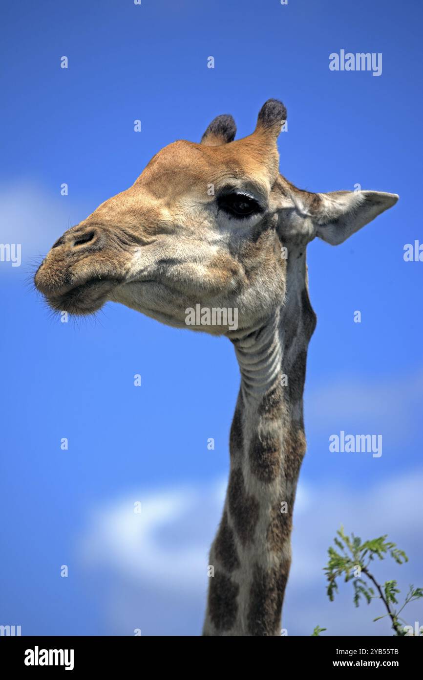 Cape giraffe (Giraffa camelopardalis giraffa), Cape giraffe, adult ...