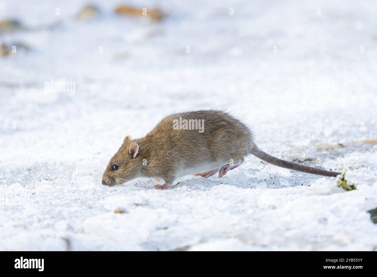 Brown rat (Rattus norvegicus) adult animal searching for food on a ...