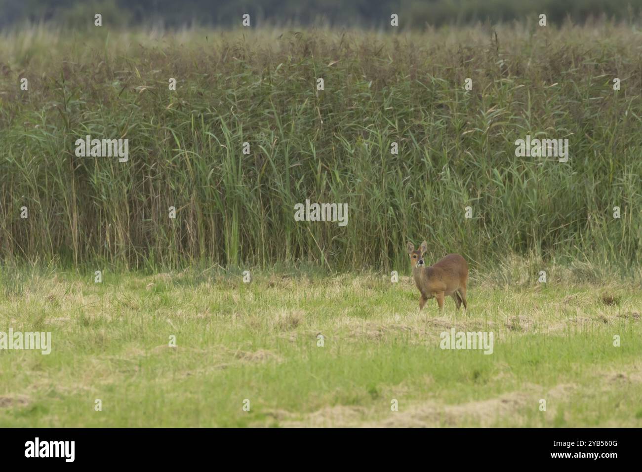 Chinese water deer (Hydropotes inermis) adult animal amongst grass in a ...