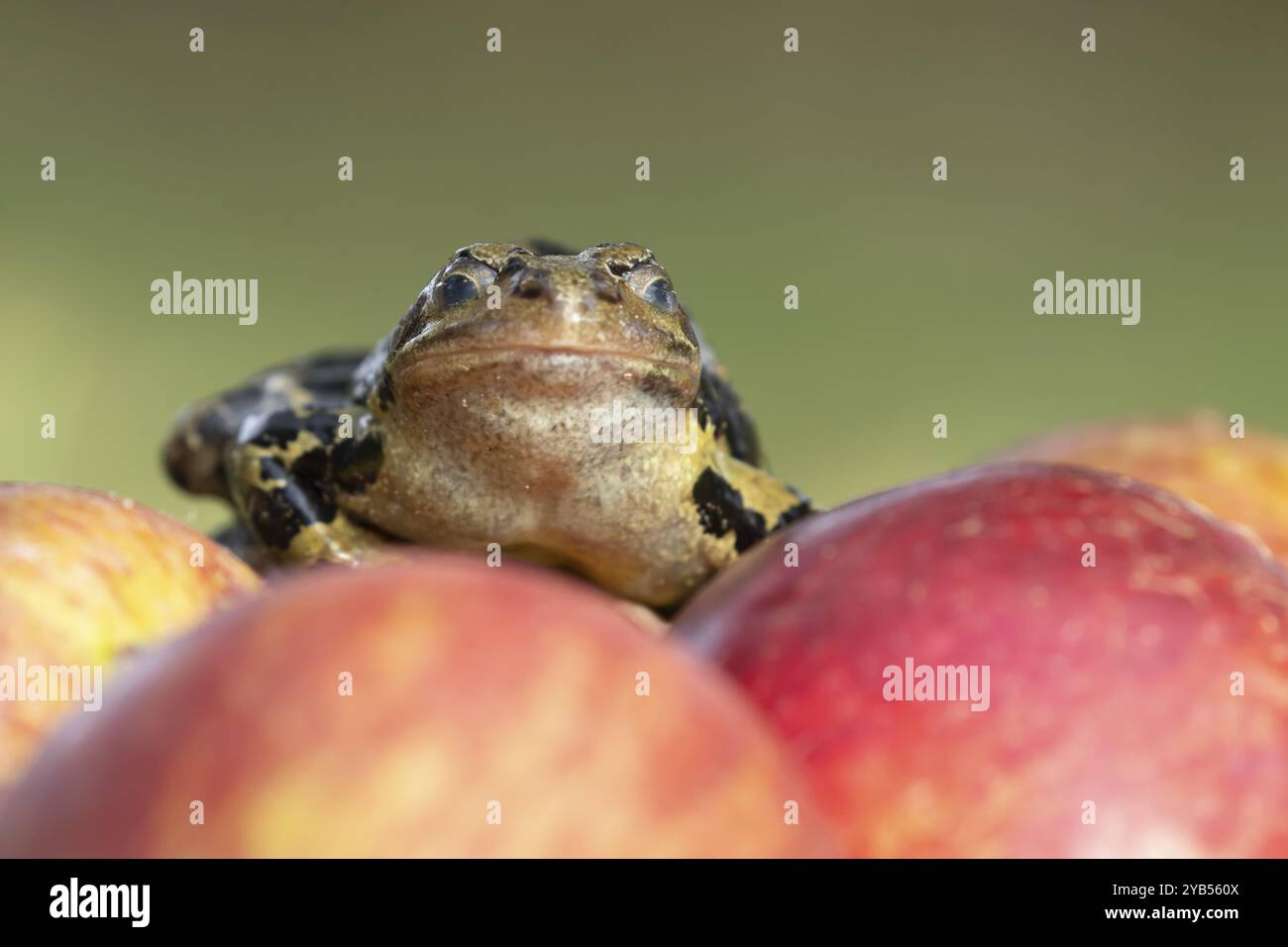 Common frog (Rana temporaria) adult amphibian closing its eyes on a ...