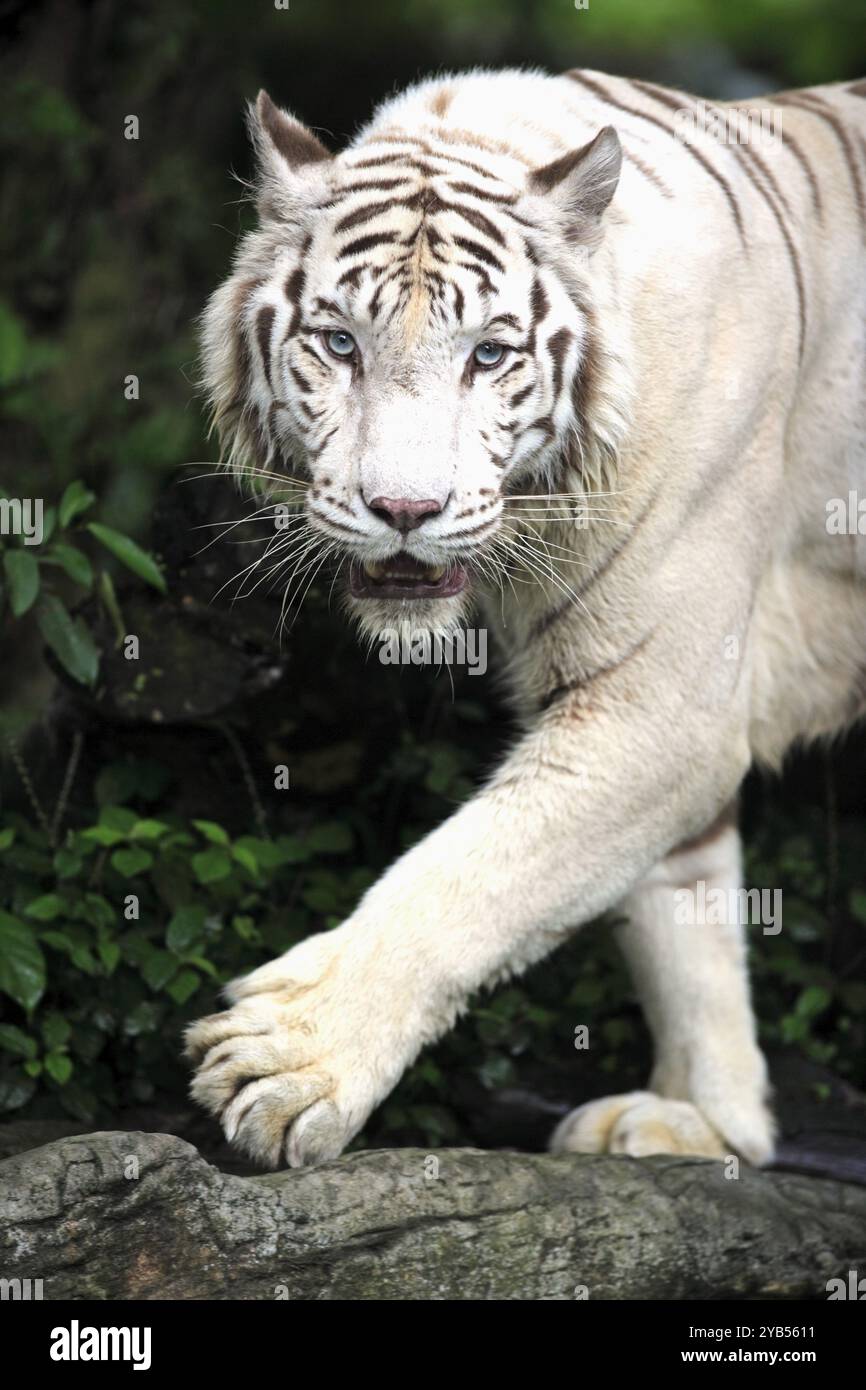 White Bengal Tiger (Panthera tigris tigris), Bengal Tiger, Indian Tiger, Adult, portrait ...