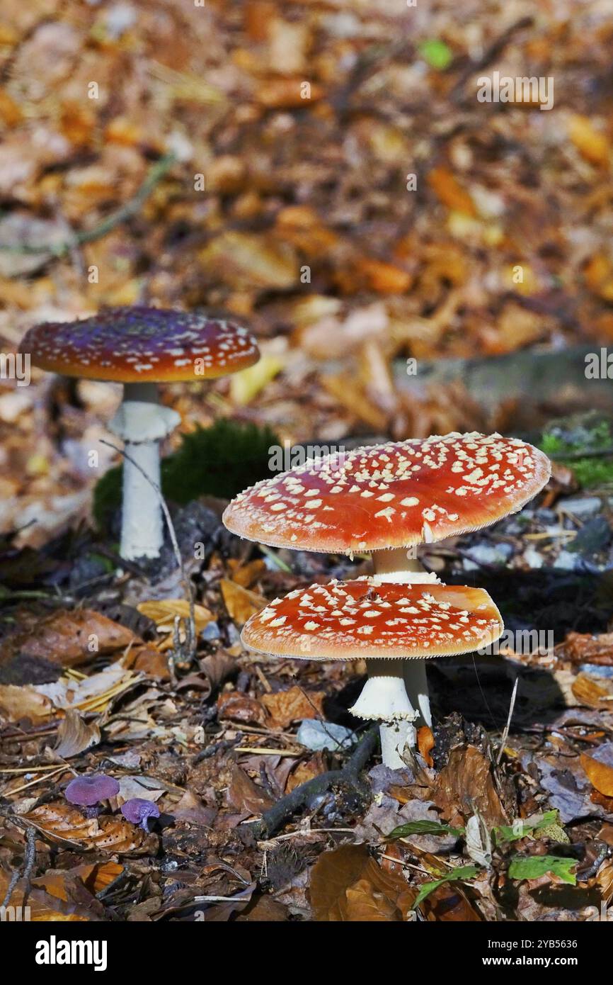 Fairytale toadstools (Amanita muscaria), October, Lusatia, Germany ...