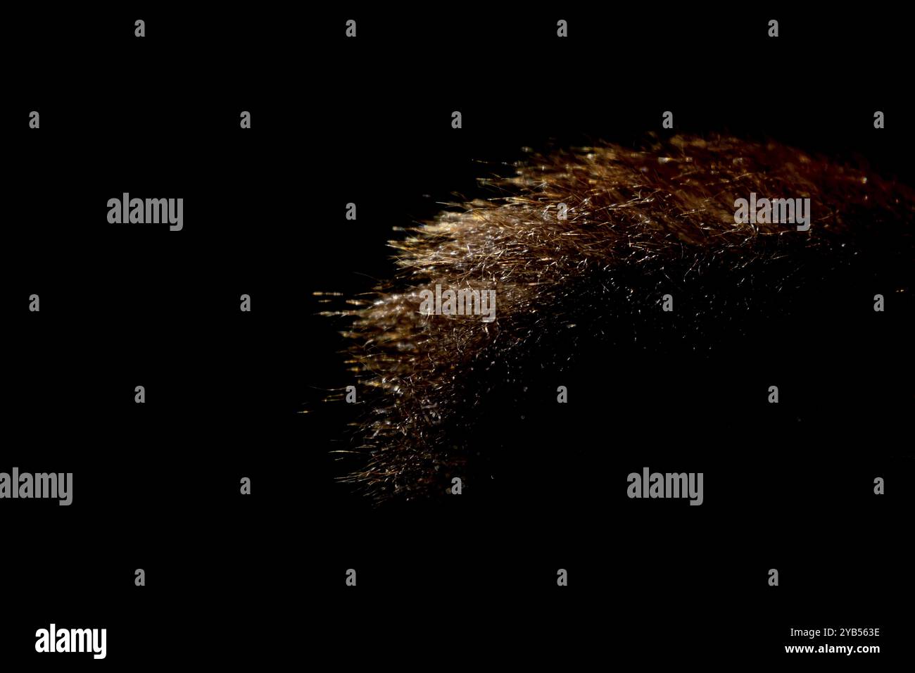 Red squirrel (Sciurus vulgaris) adult animal tail portrait backlit ...