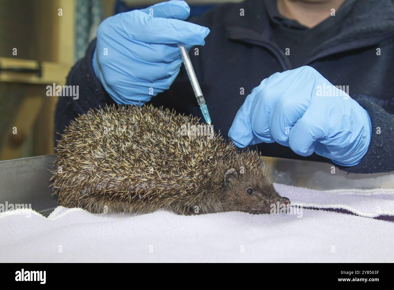 Adult being given injection hi-res stock photography and images - Alamy