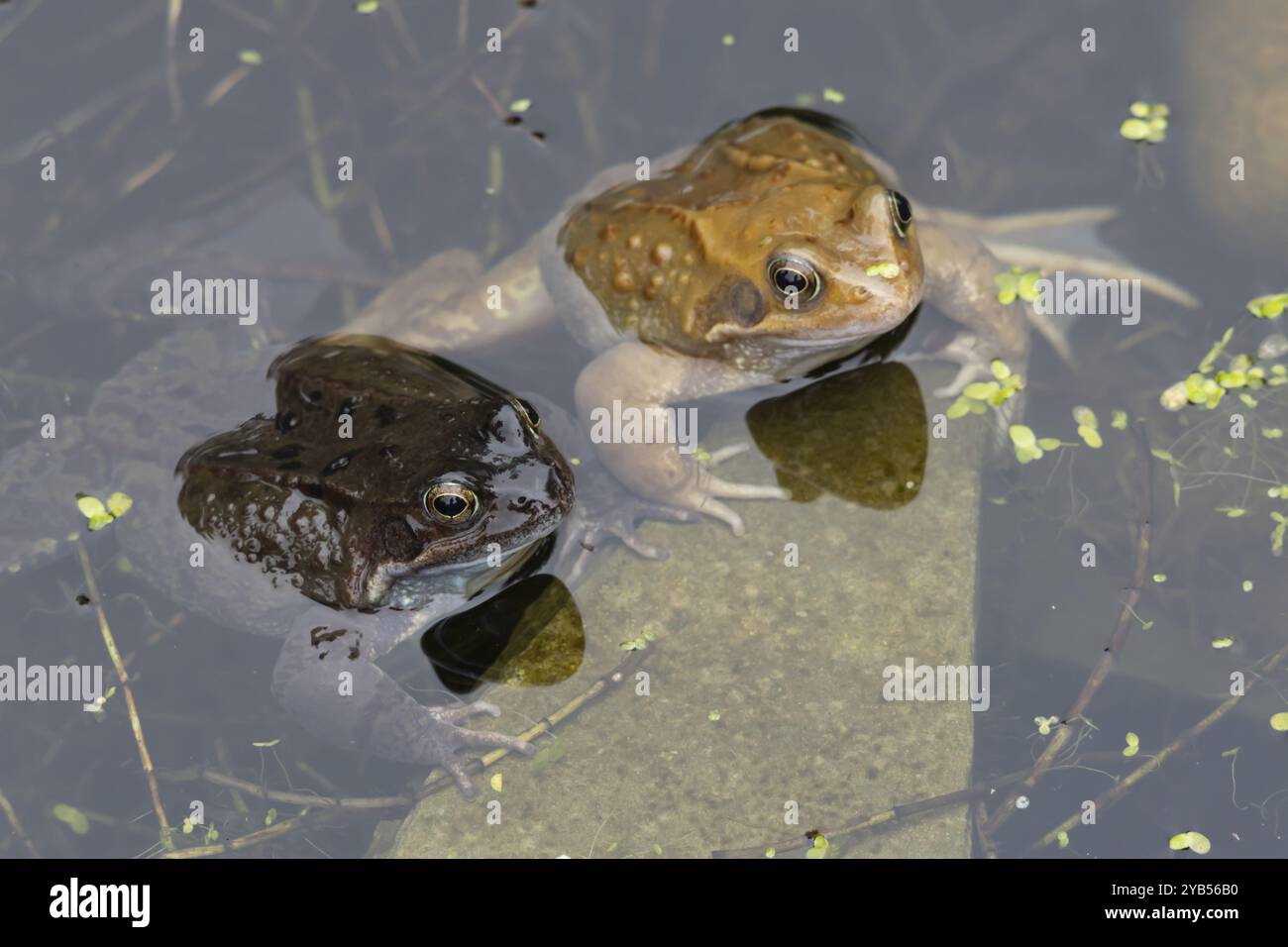 Common frog (Rana temporaria) two adults in a garden pond, England ...