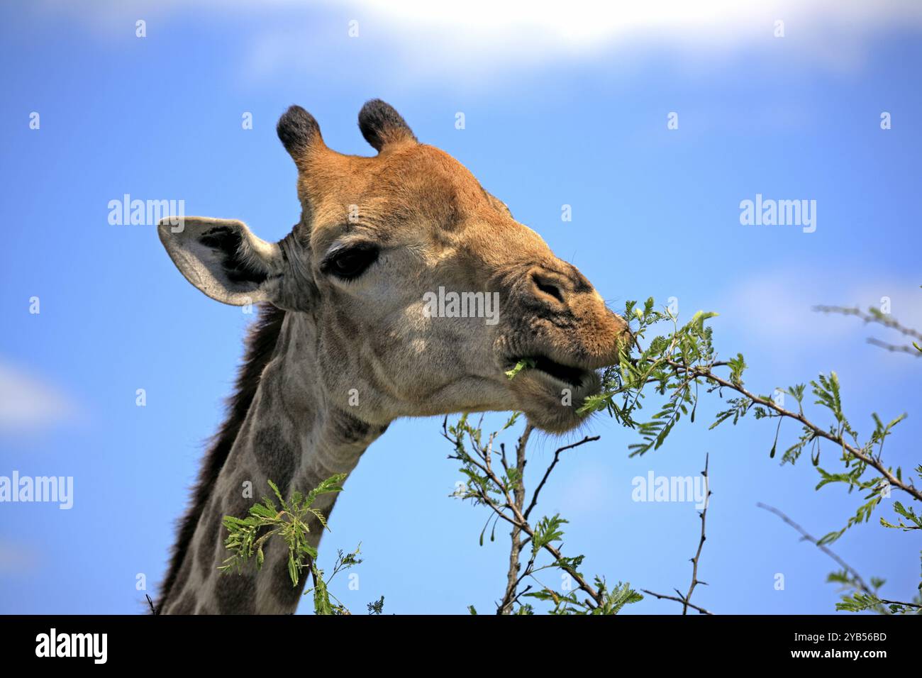 Cape giraffe (Giraffa camelopardalis giraffa), Cape giraffe, adult ...