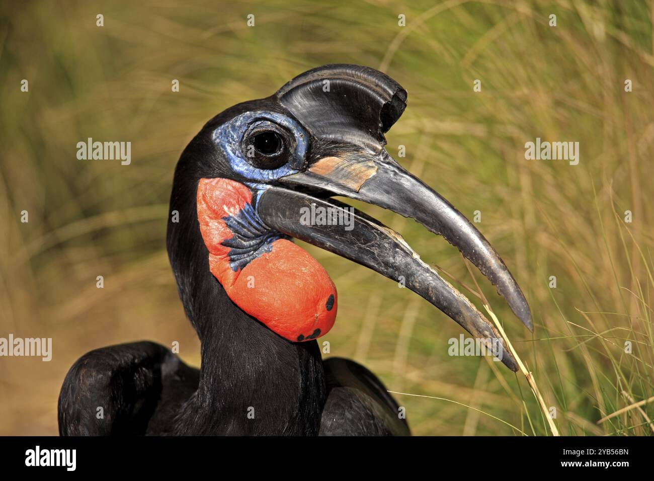 Red-faced Hornbill (Bucorvus leadbeateri), Red-cheeked Hornbill ...