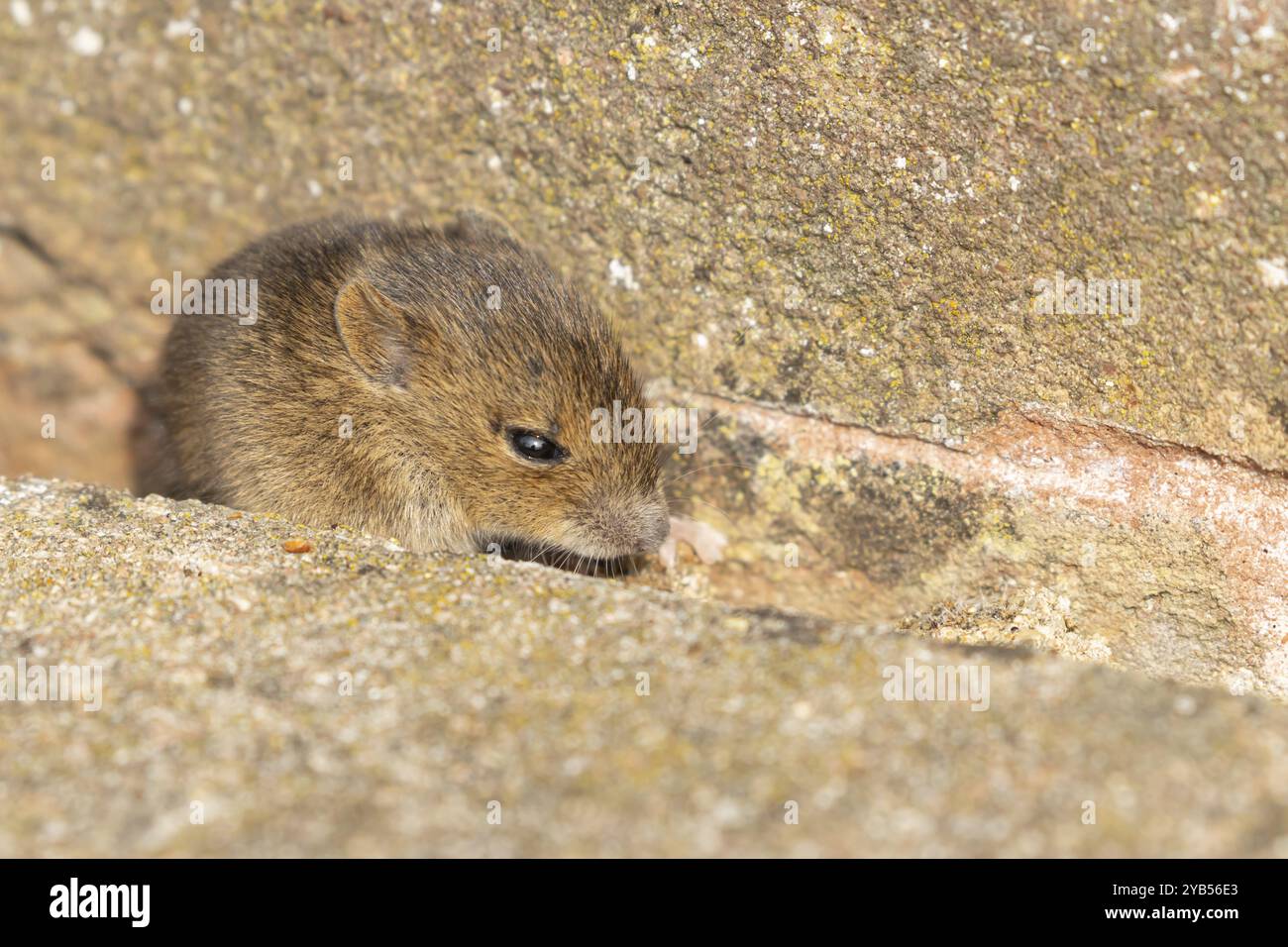 Brown rat (Rattus norvegicus) juvenile baby rodent animal emerging from ...