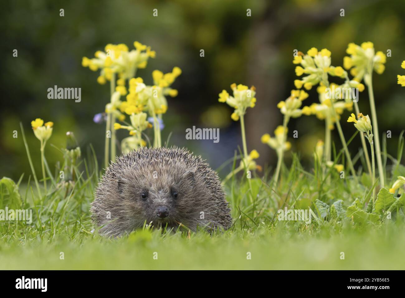 European hedgehog (Erinaceus europaeus) adult animal on an urban garden ...