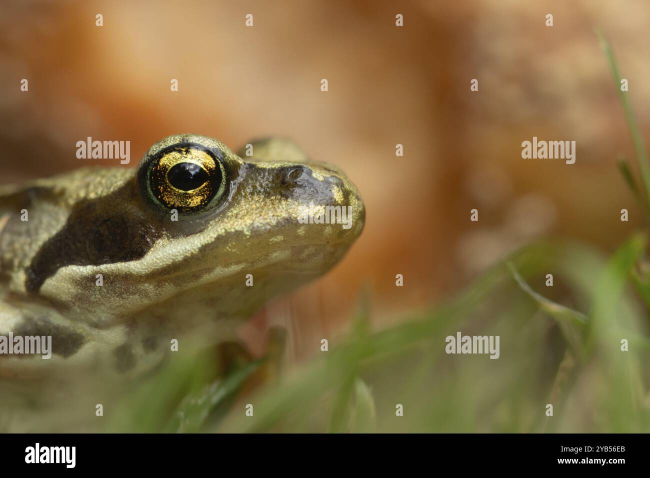 Common frog (Rana temporaria) adult amphibian on a garden lawn in the ...