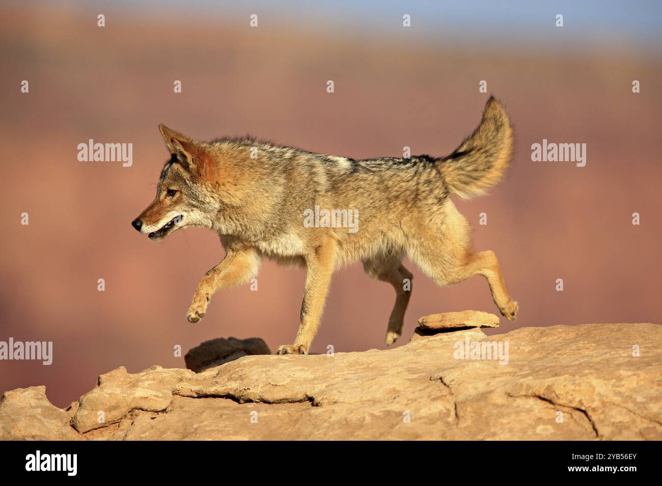Coyote, (Canis latrans), rocks, running, alert, Monument Valley, Utah ...