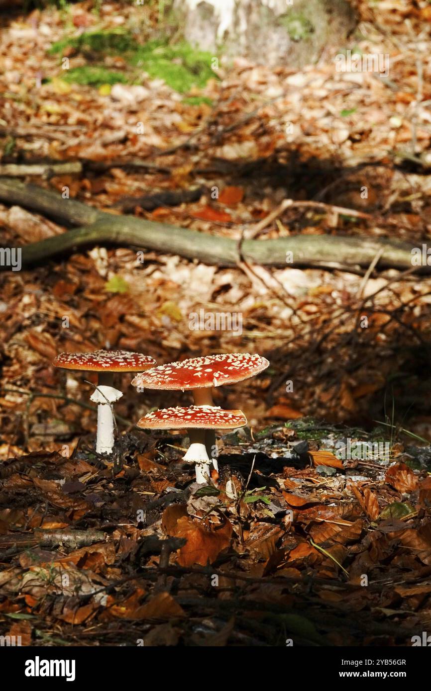 Fairytale toadstools (Amanita muscaria), October, Lusatia, Germany ...
