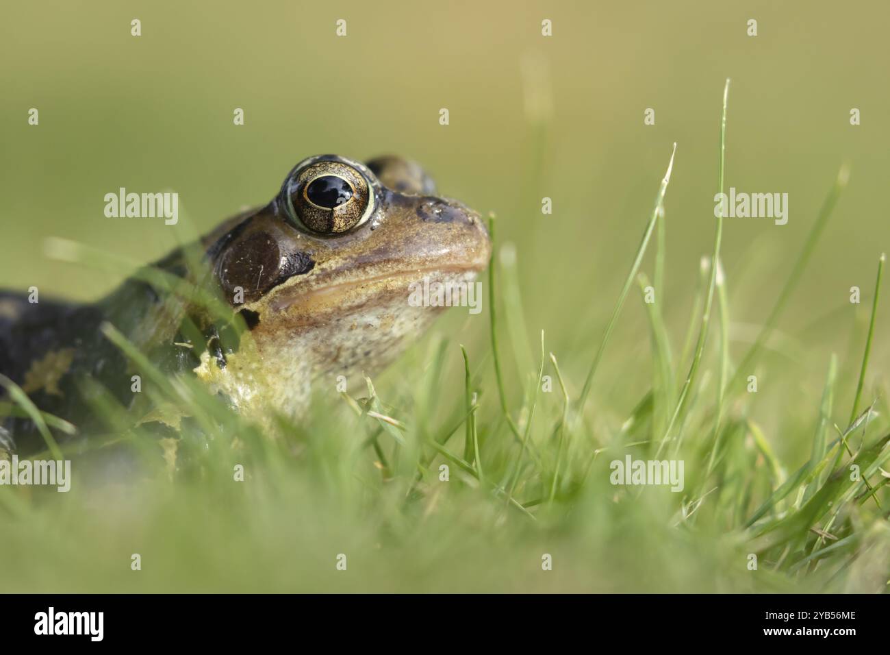 Common frog (Rana temporaria) adult amphibian on a garden lawn in the ...