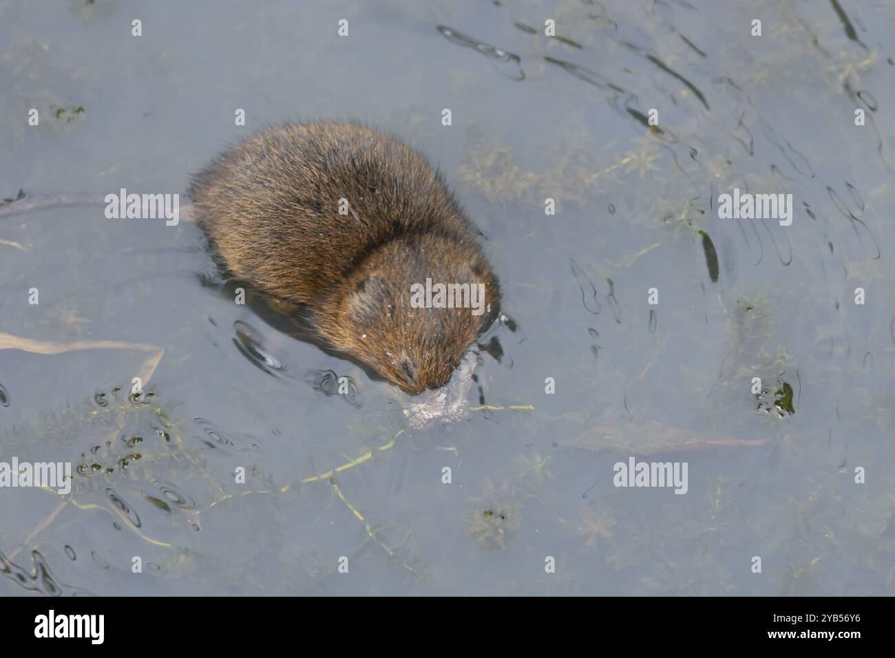 Water vole (Arvicola amphibius) adult rodent animal searching for food ...