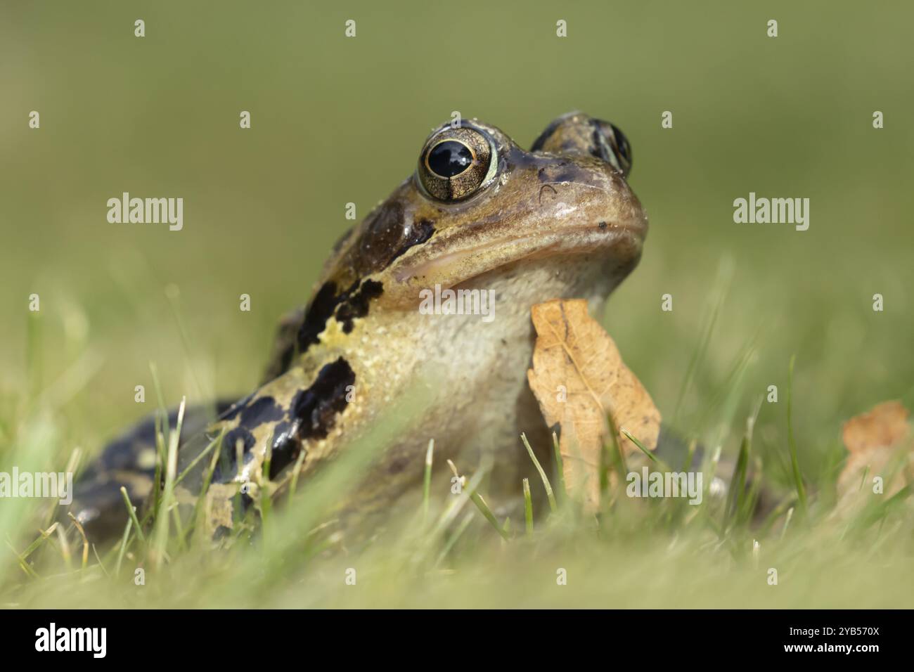 Common frog (Rana temporaria) adult amphibian on a garden lawn in the ...