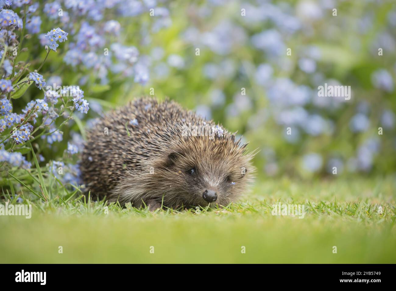 European hedgehog (Erinaceus europaeus) adult animal on a garden grass ...
