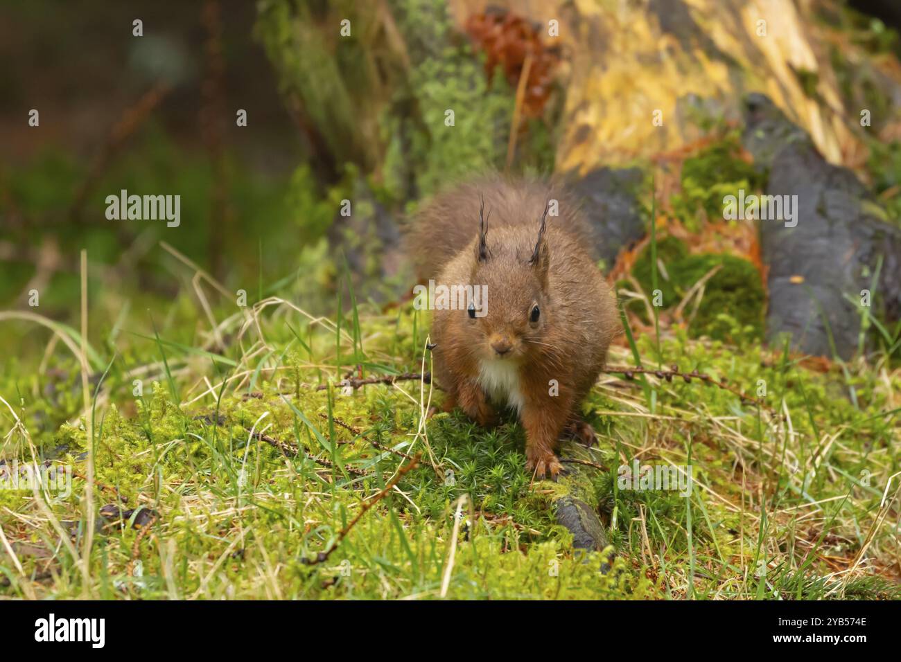 Red squirrel (Sciurus vulgaris) adult animal on a moss covered tree ...