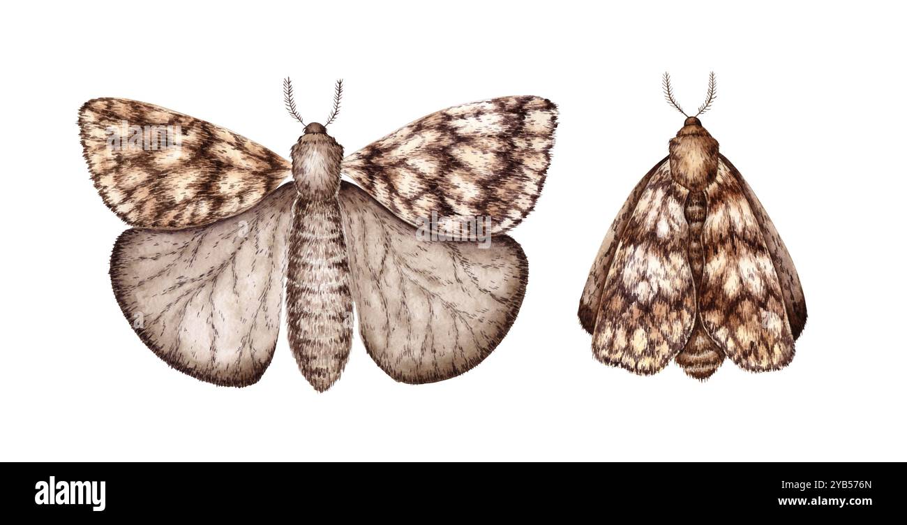 Gray brown moth set, with wings folded and spread, watercolor ...