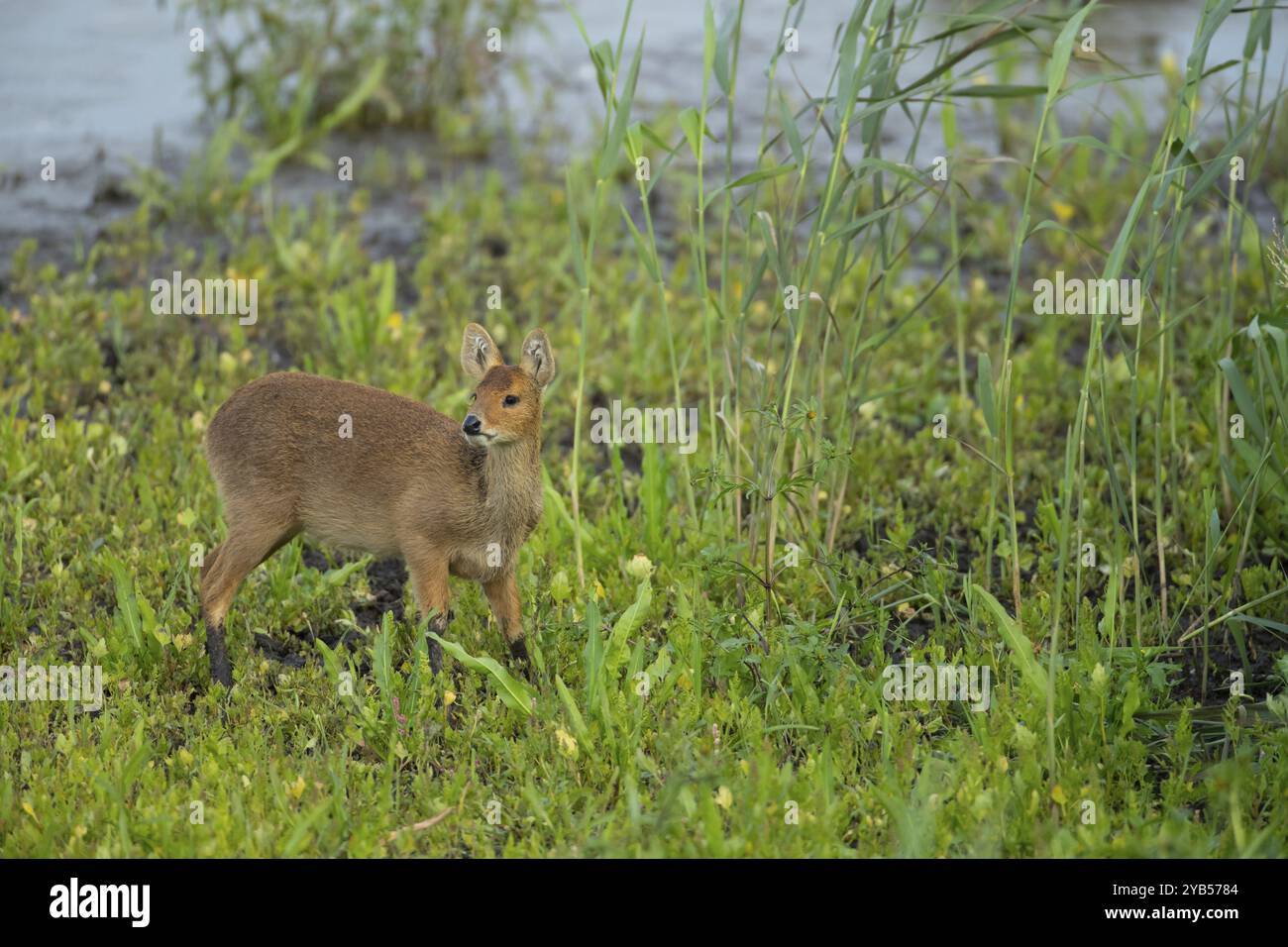 Chinese water deer (Hydropotes inermis) adult animal in a reedbed ...