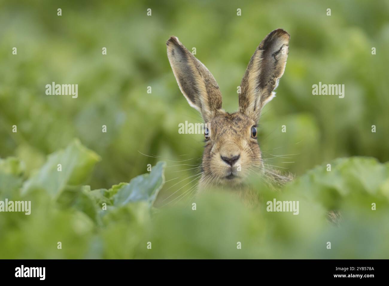European brown hare (Lepus europaeus) adult animal in a farmland sugar ...
